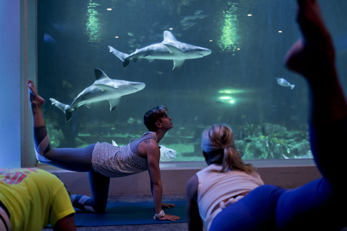 Yoga With the Sharks brings excitement, tranquility | News, Sports ...